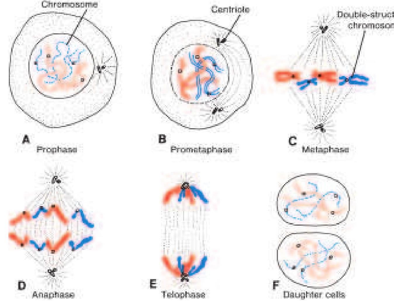 2 various stages of mitosis. in prophase, chromosomes are