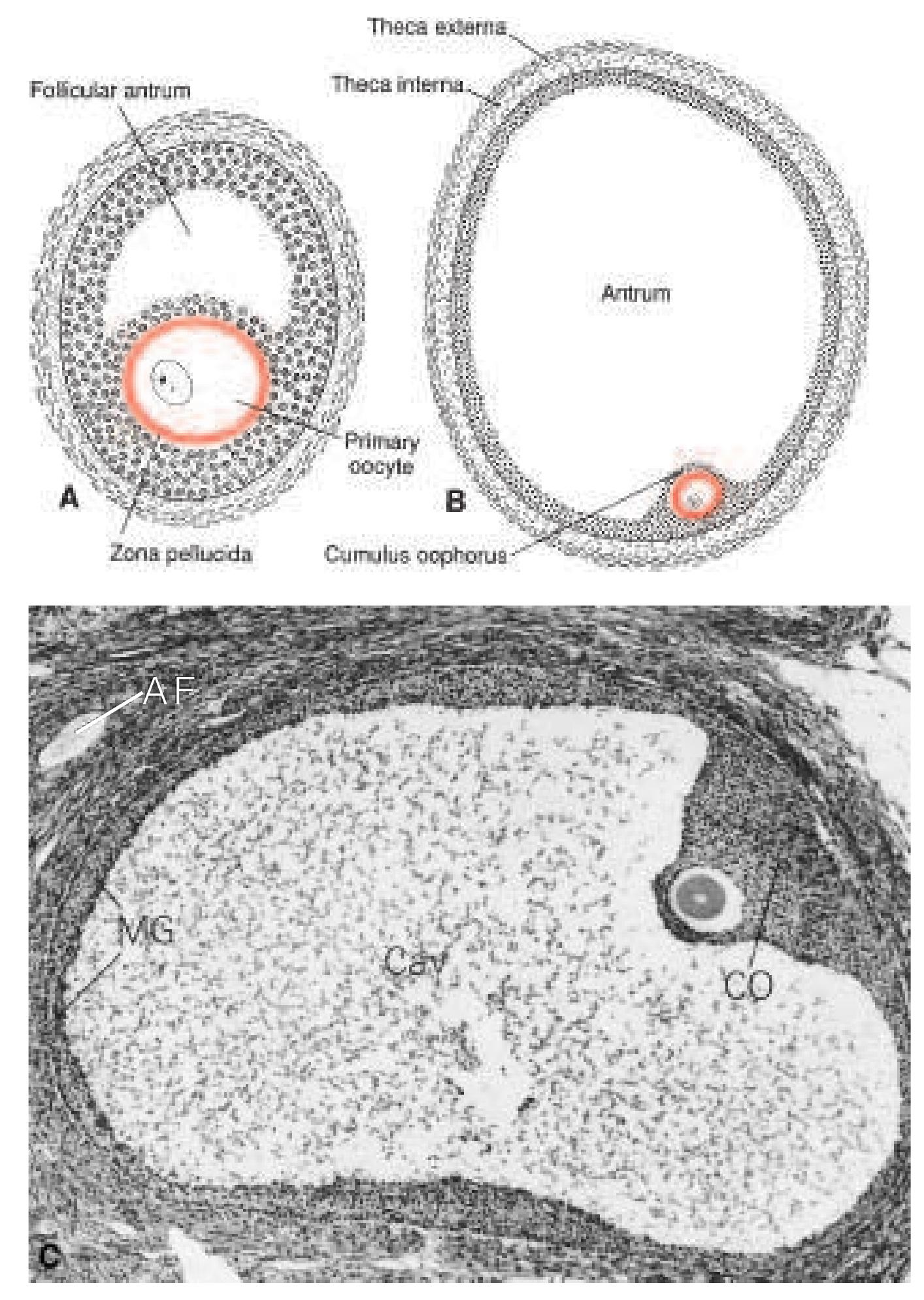 Figure 18 - Langmans Medical Embryology