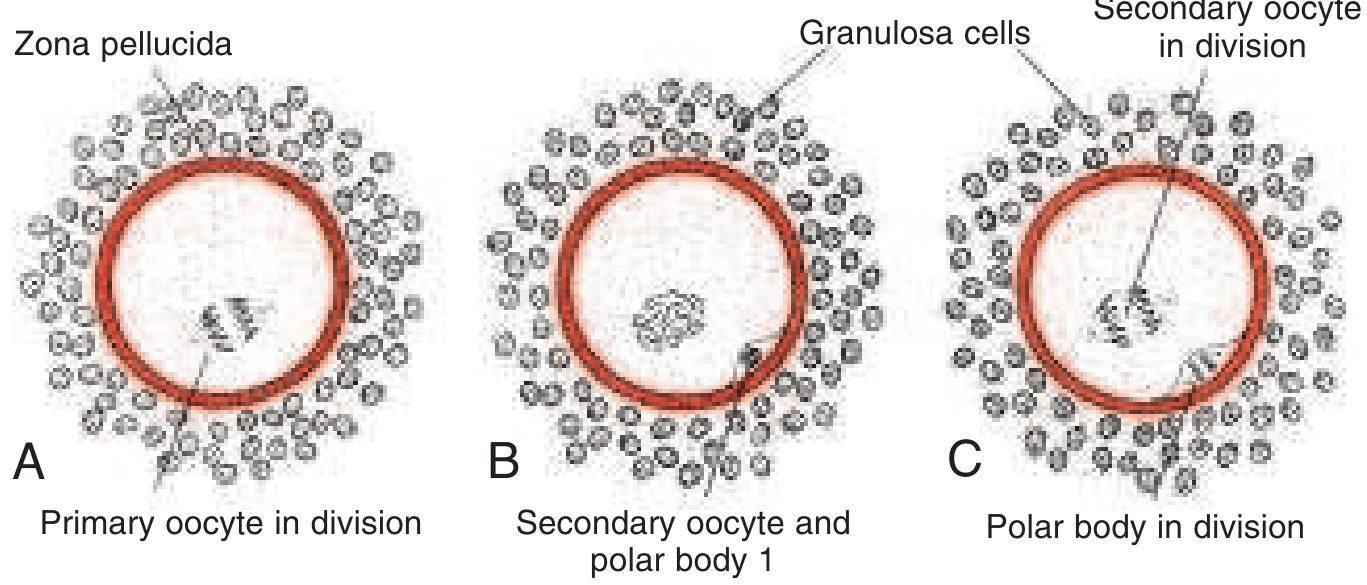 Figure 19 - from Langmans Medical Embryology