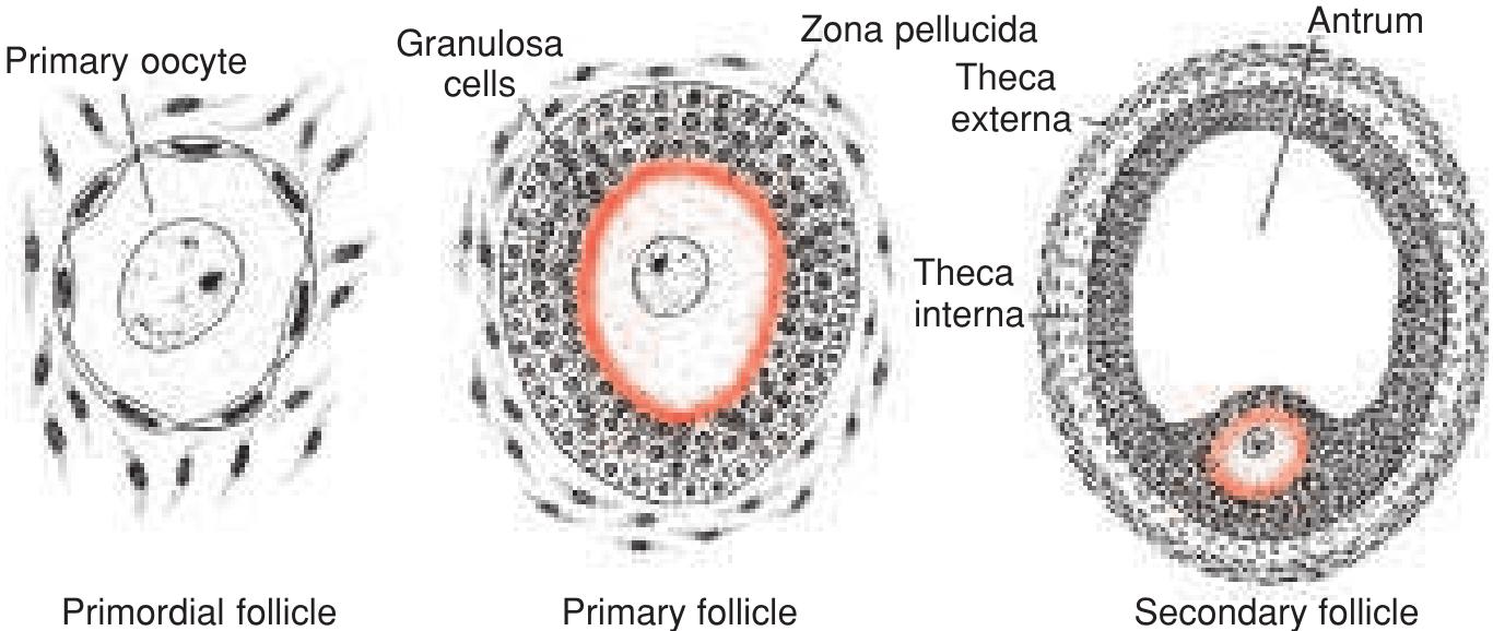 1 from the pool of primordial follicles, every day some