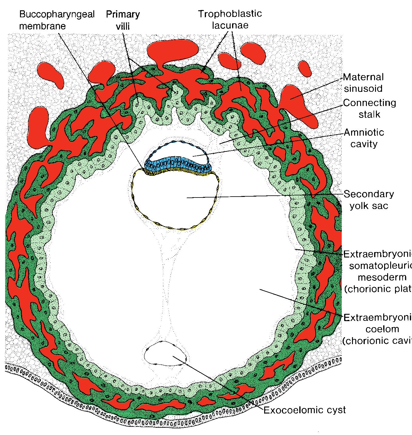 Figure 41 - Langmans Medical Embryology