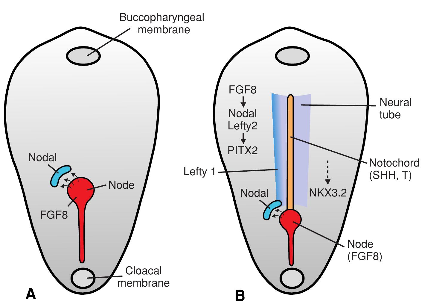 9 dorsal views of the germ disc showing gene expression