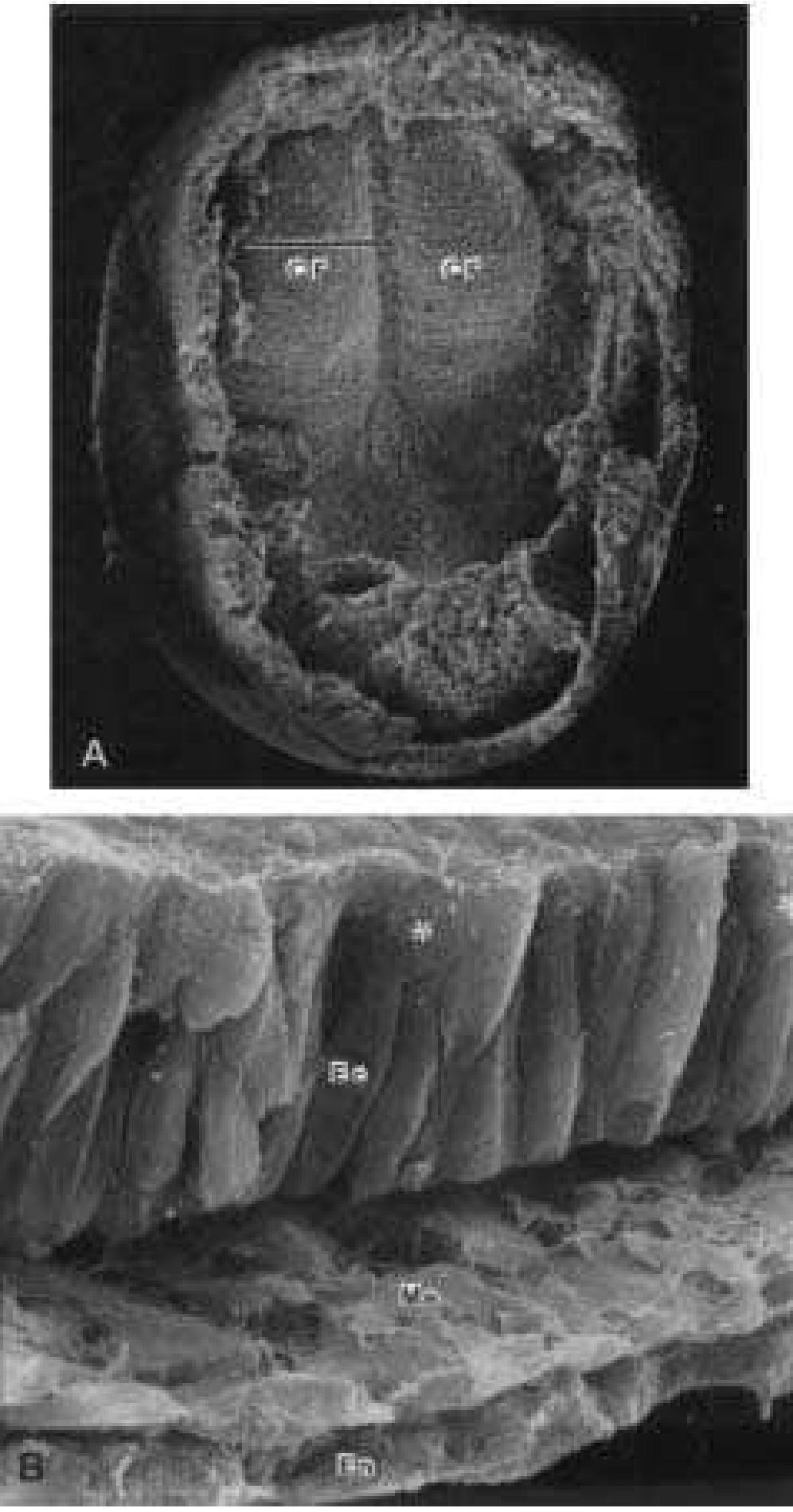 12 a. scanning electron micrograph (dorsal view) of a mouse