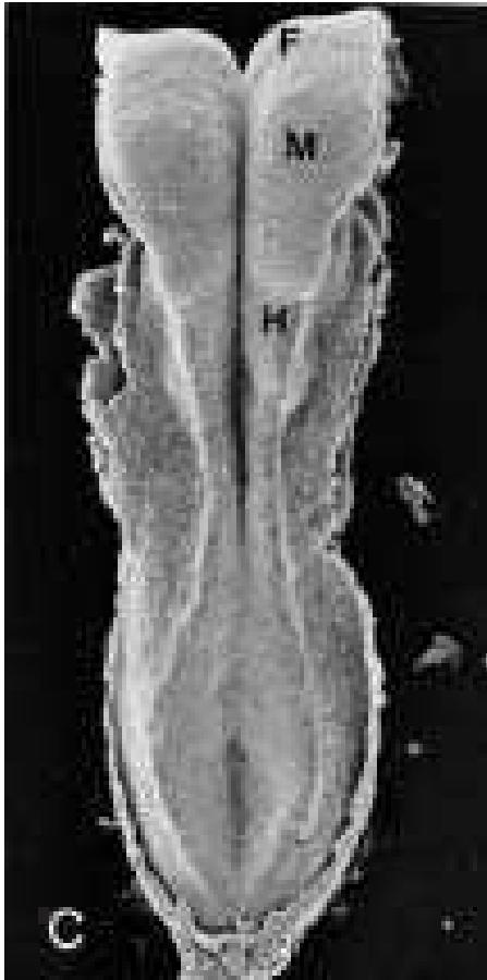 2 a. dorsal view of a late presomite embryo (approximately