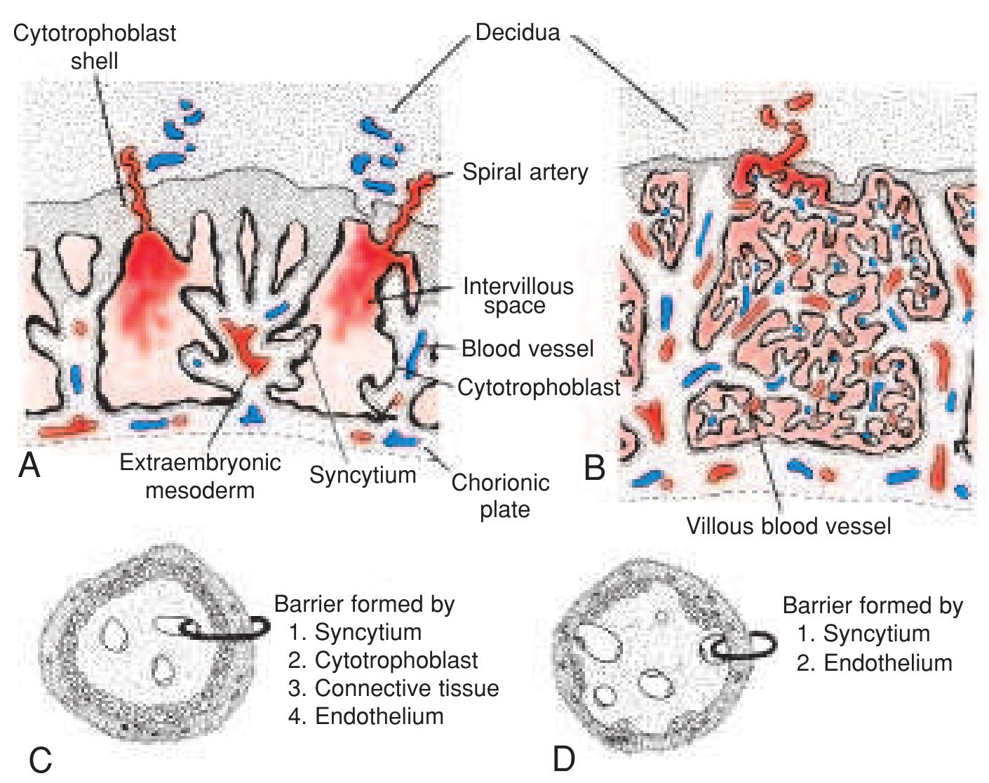 8 structure of villi at various stages of development. a.