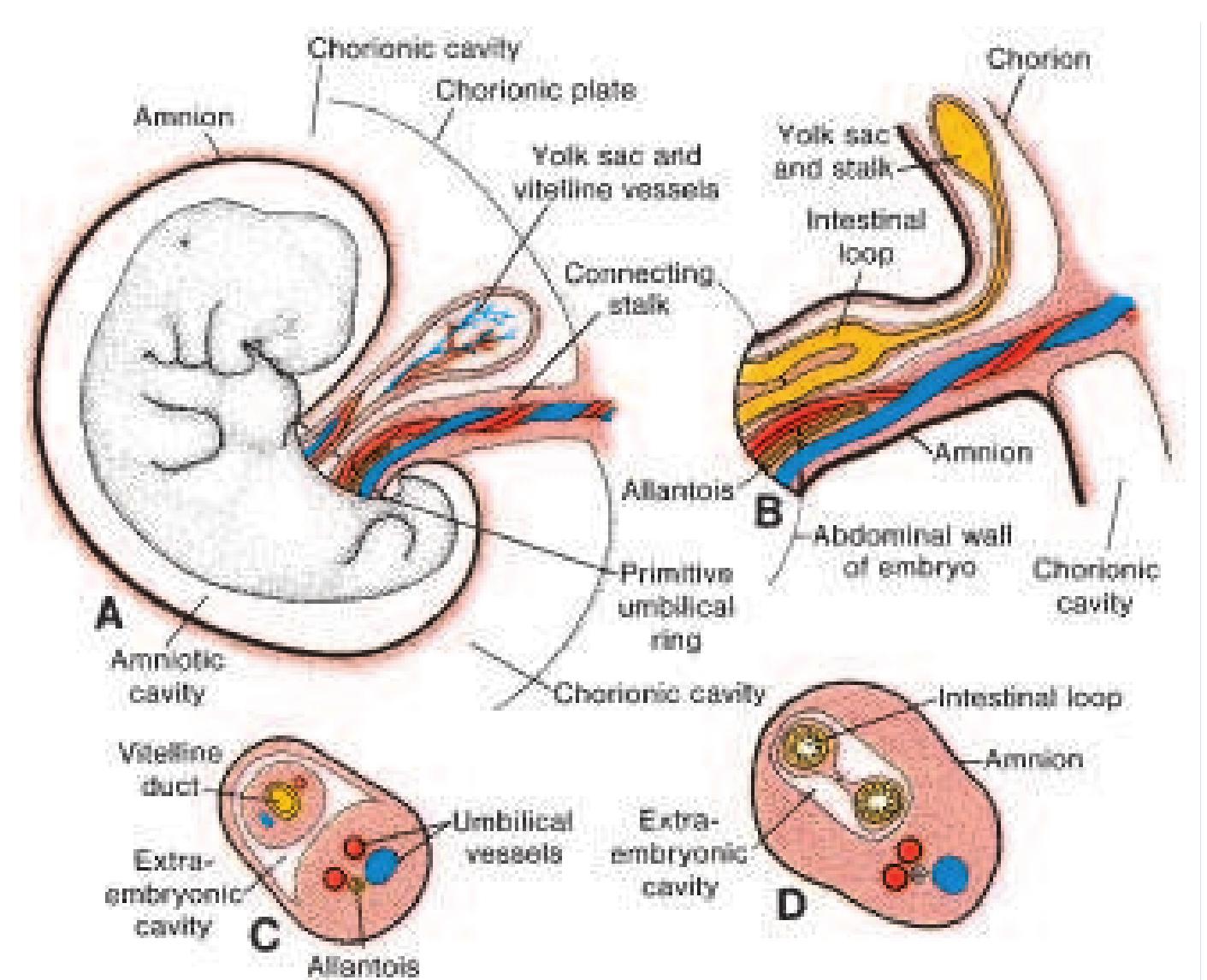 Figure 85 - from Langmans Medical Embryology