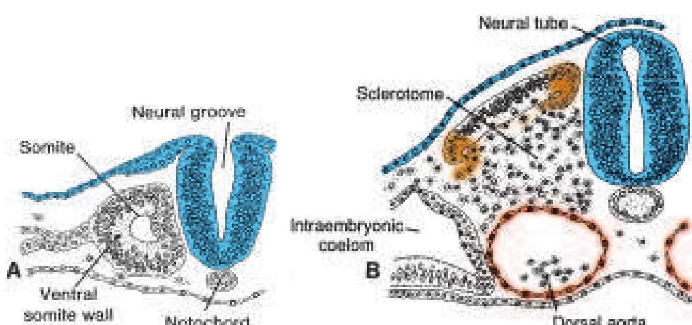 1 development of the somite. a. paraxial mesoderm cells are