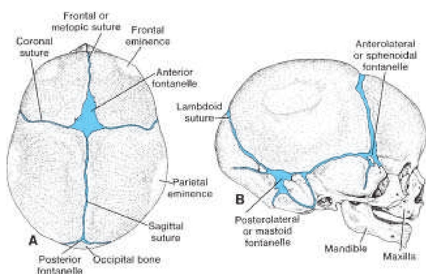 4 skull of a newborn, seen from above (a) and the right side