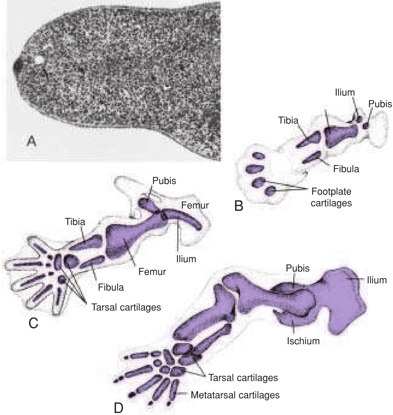 13 a. longitudinal section through the limb bud of a mouse