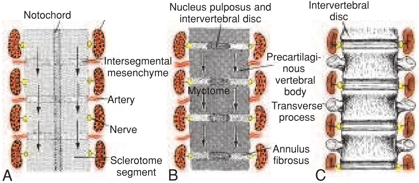 21 formation of the vertebral column at various stages of