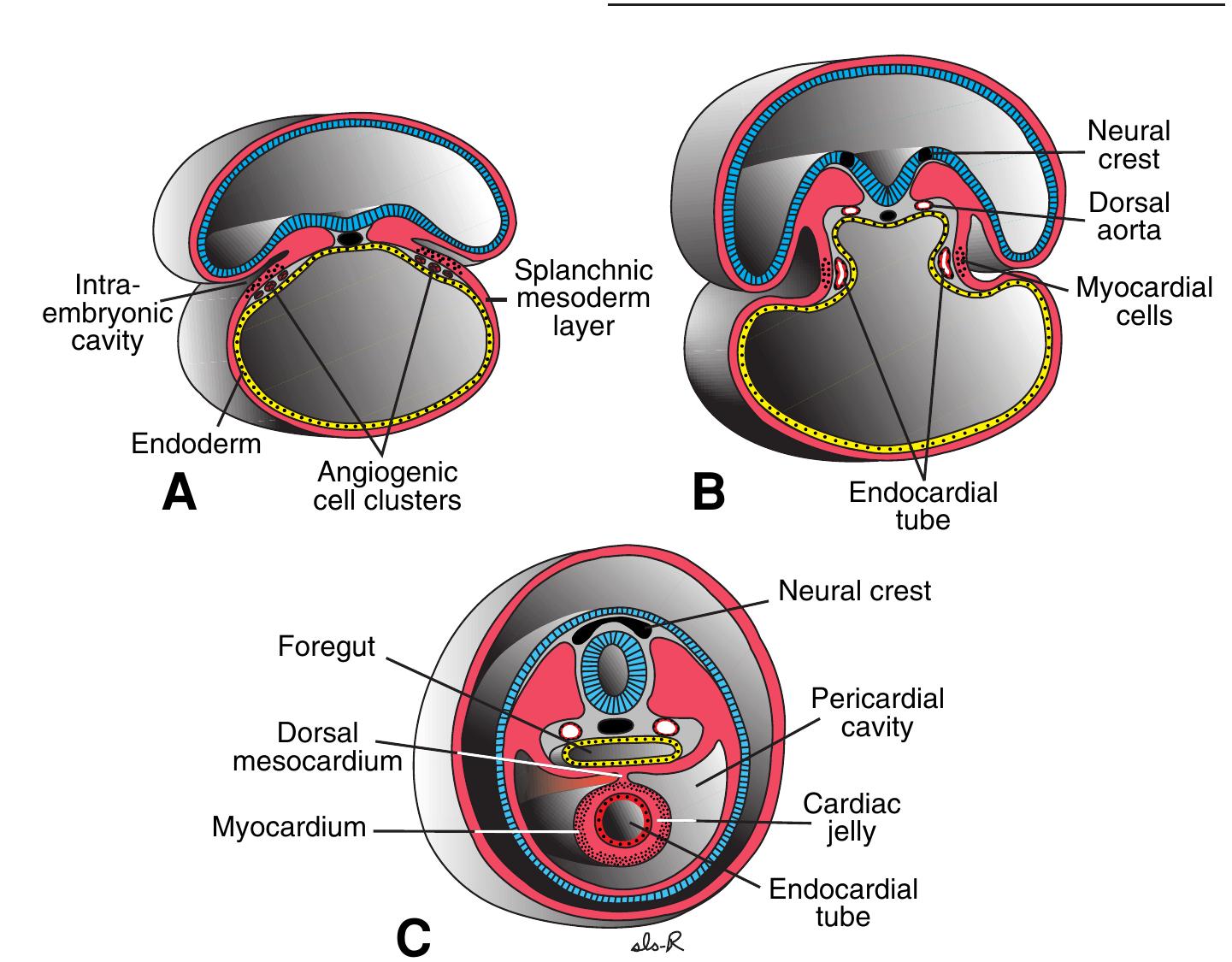 3 transverse sections through embryos at different stages of