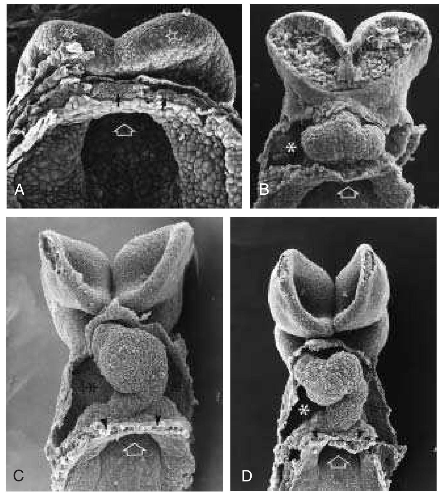 4 formation of the heart tube on days 19, 20, 21, and 22 in