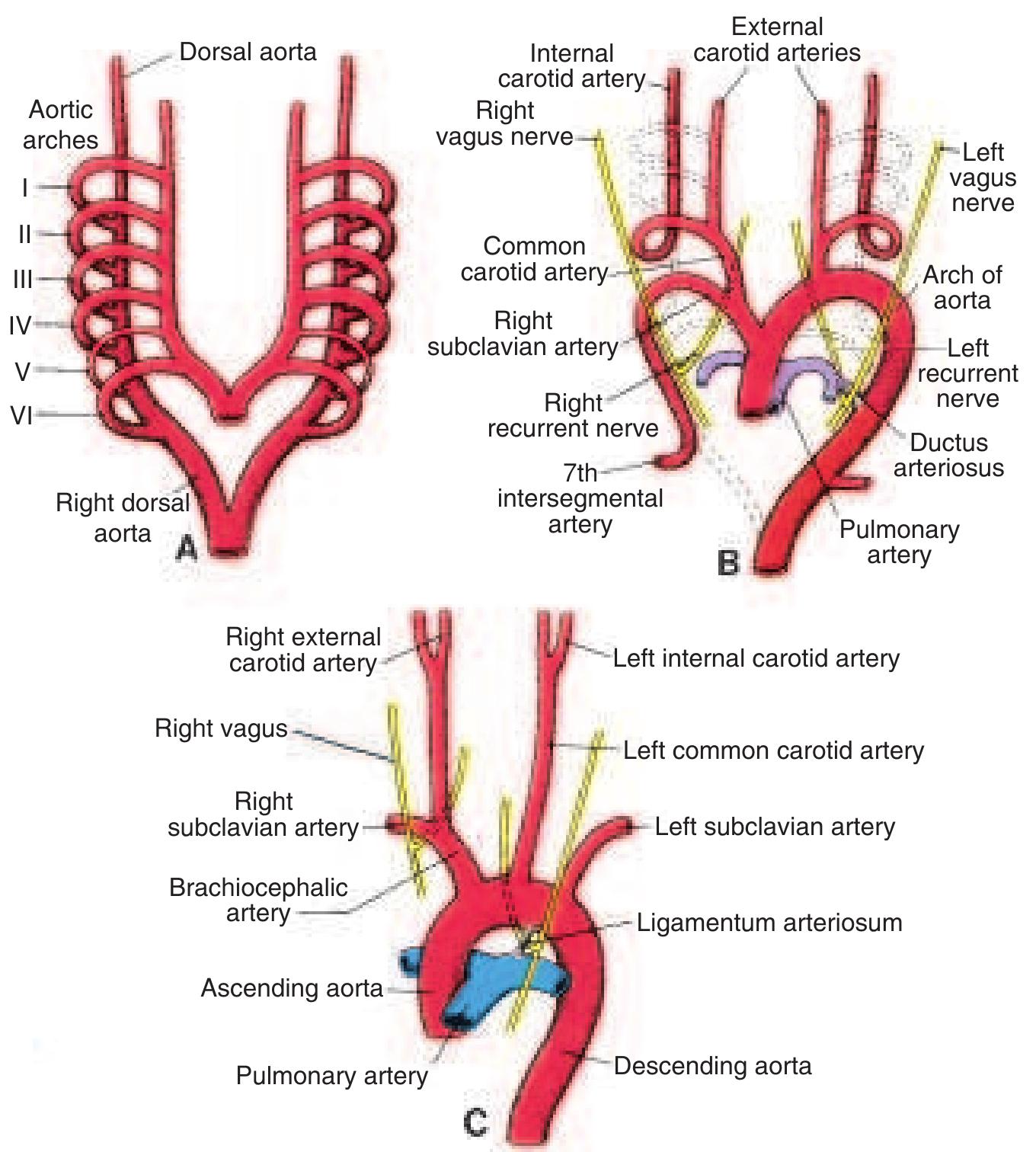 35 a. aortic arches and dorsal aortae before transformation