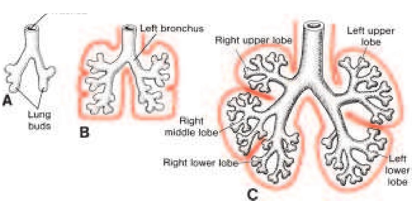 5 stages in development of the trachea and lungs. a. 5