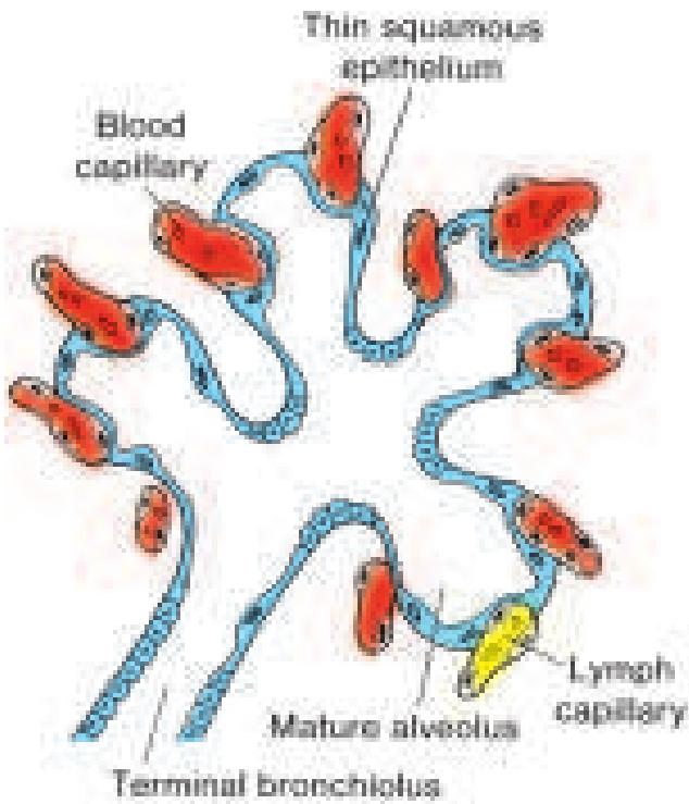 Known as type i alveolar epithelial cells, become thinner,