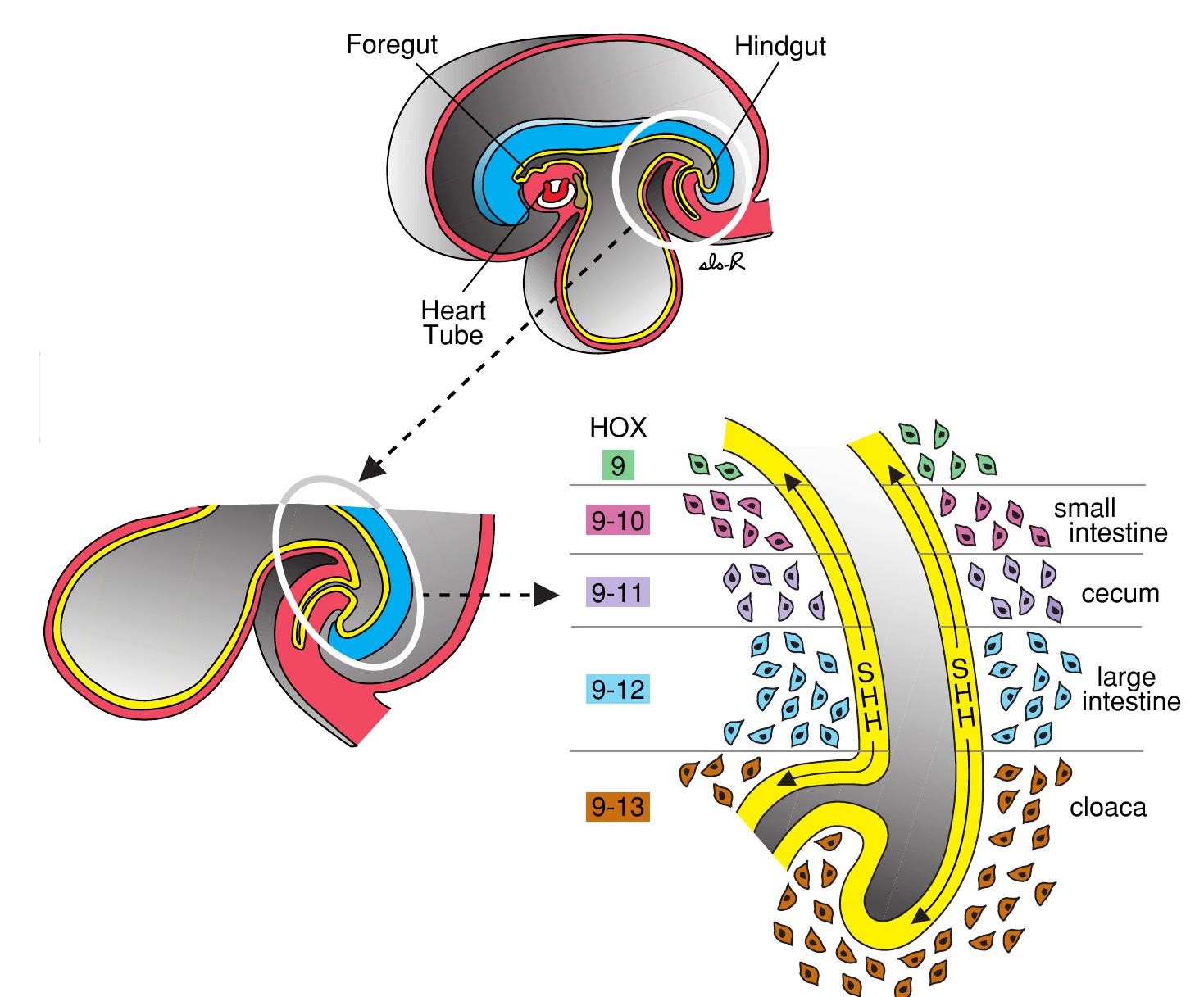 2 diagrams of the mid- and hindgut regions. the morphogen