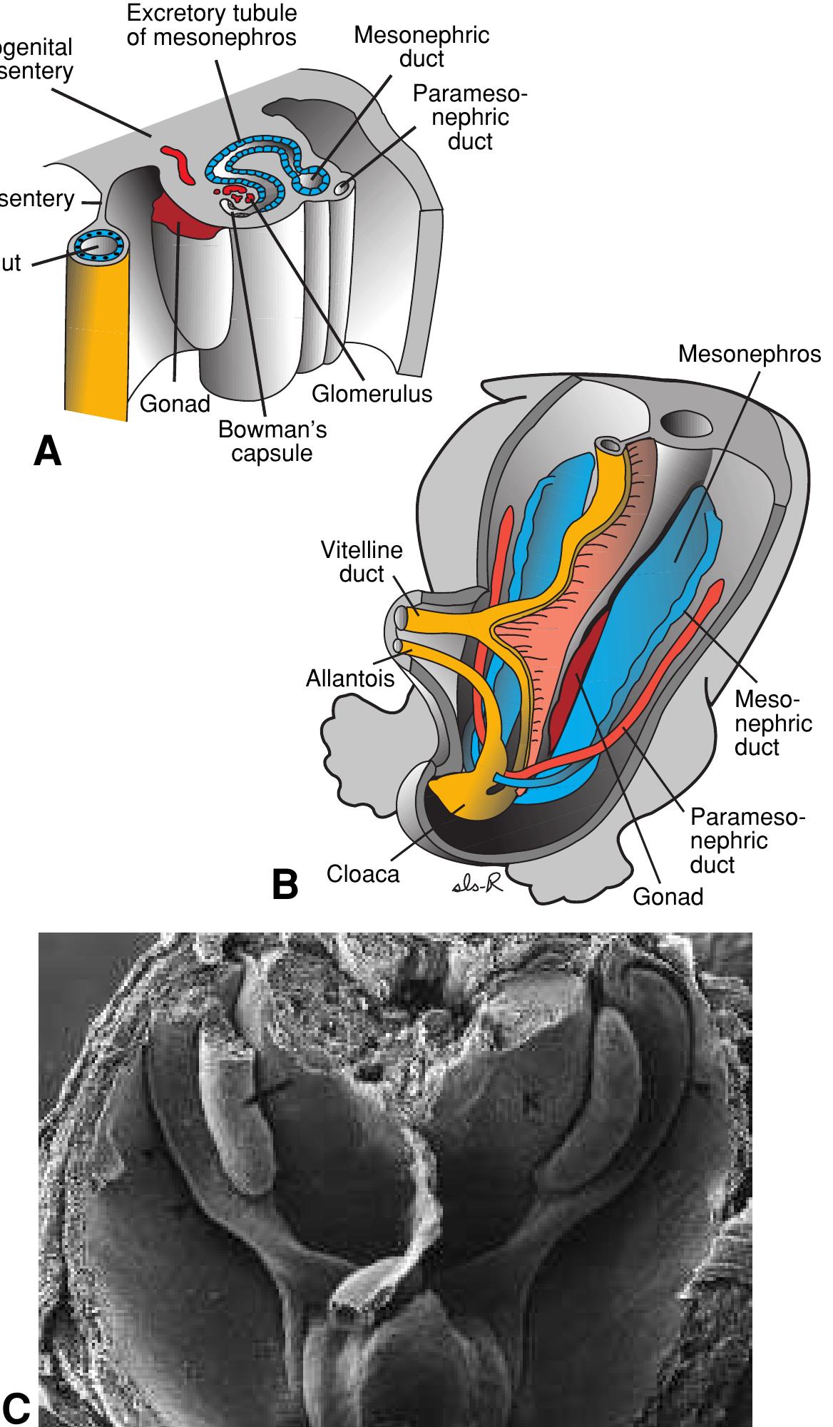 3 a. transverse section through the urogenital ridge in the