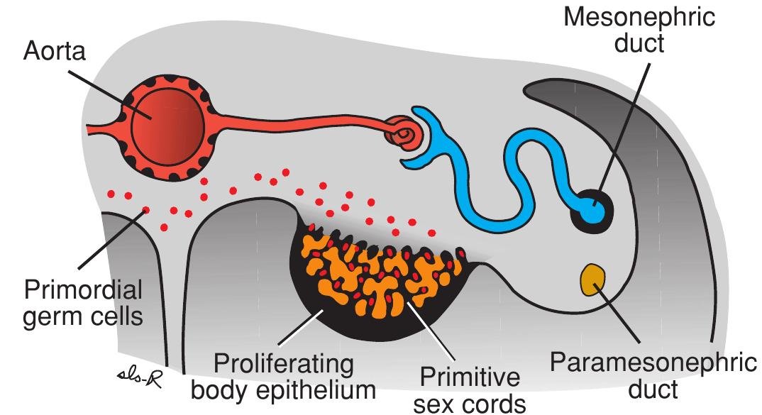 Figure 234 - from Langmans Medical Embryology