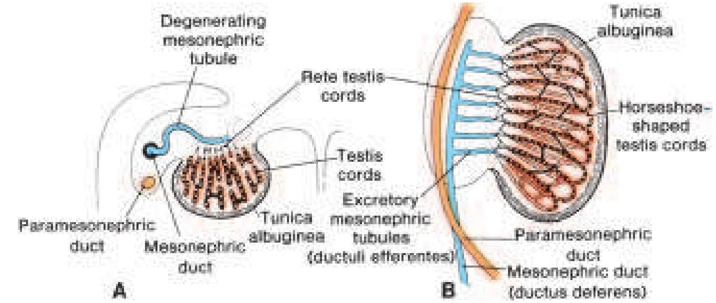 20 a. transverse section through the testis in the eighth