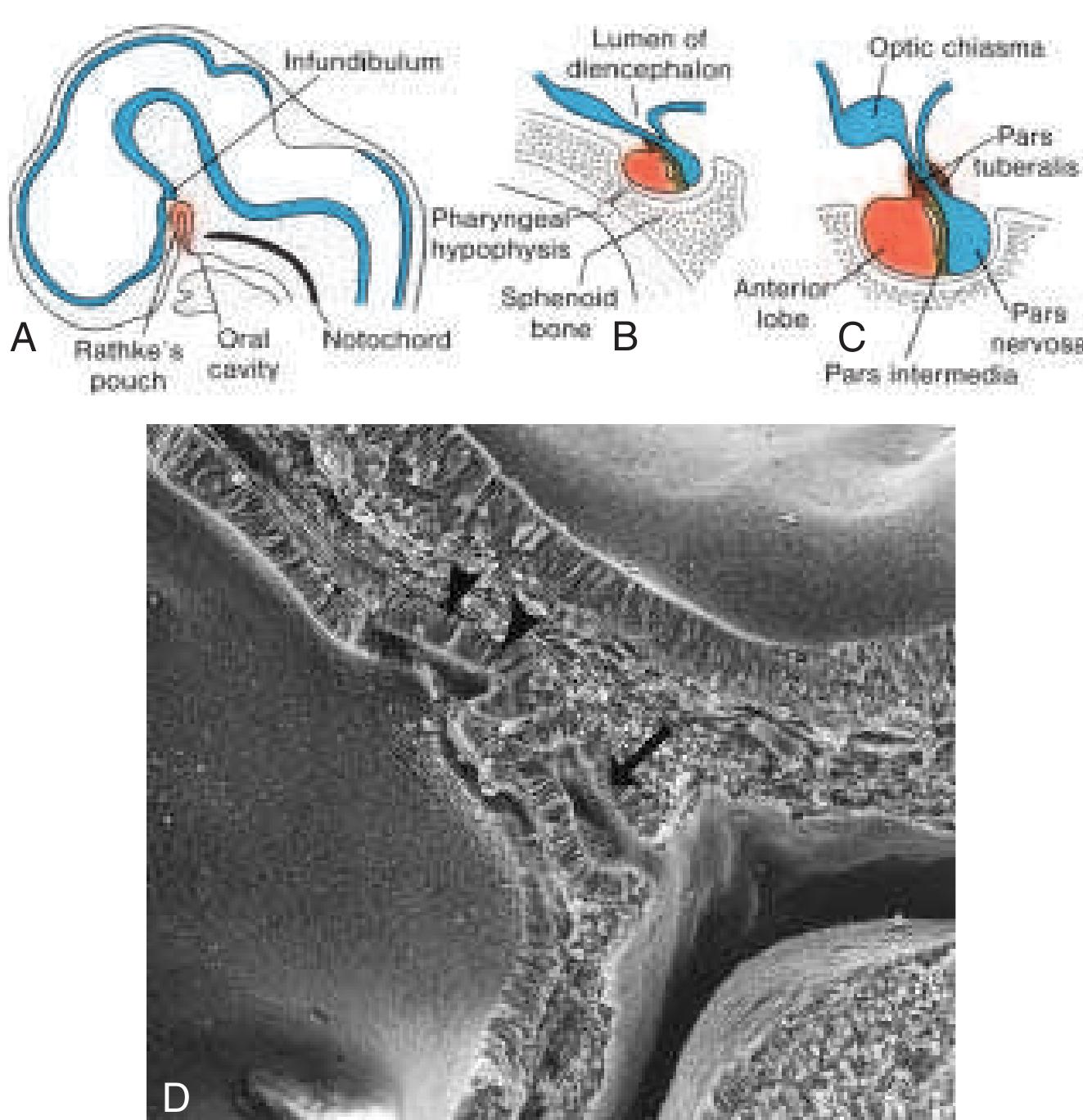 26 a. sagittal section through the cephalic part of a 6-week