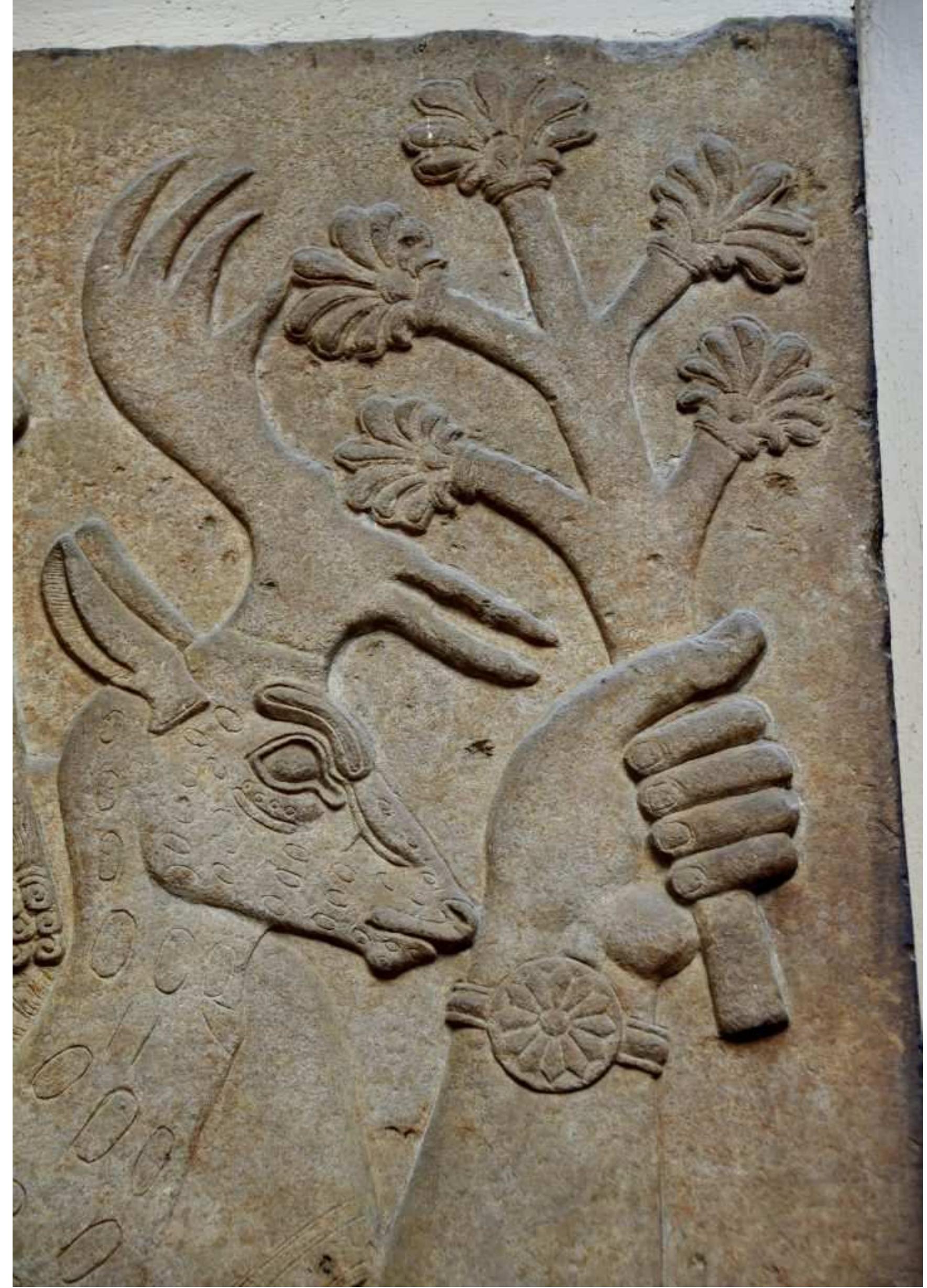 The assyrian sculptor portrayed a “‘buck“; this 1s the male