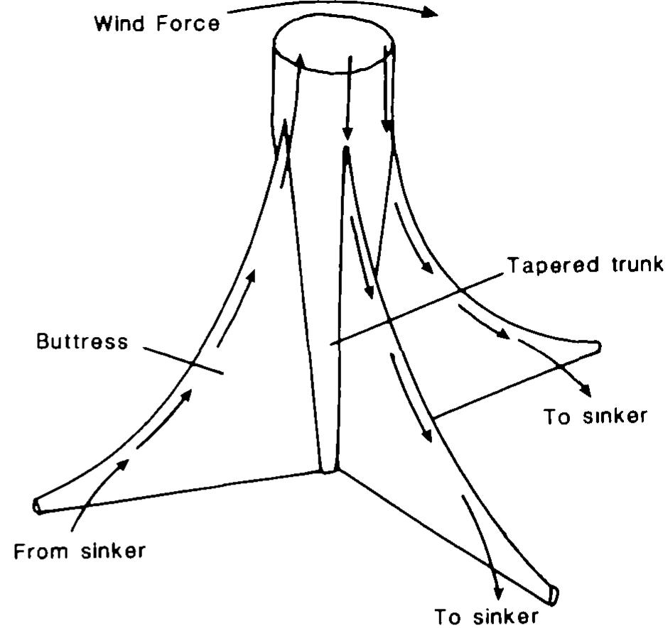 Mattheck’s model for the function of buttresses if a tree 1s