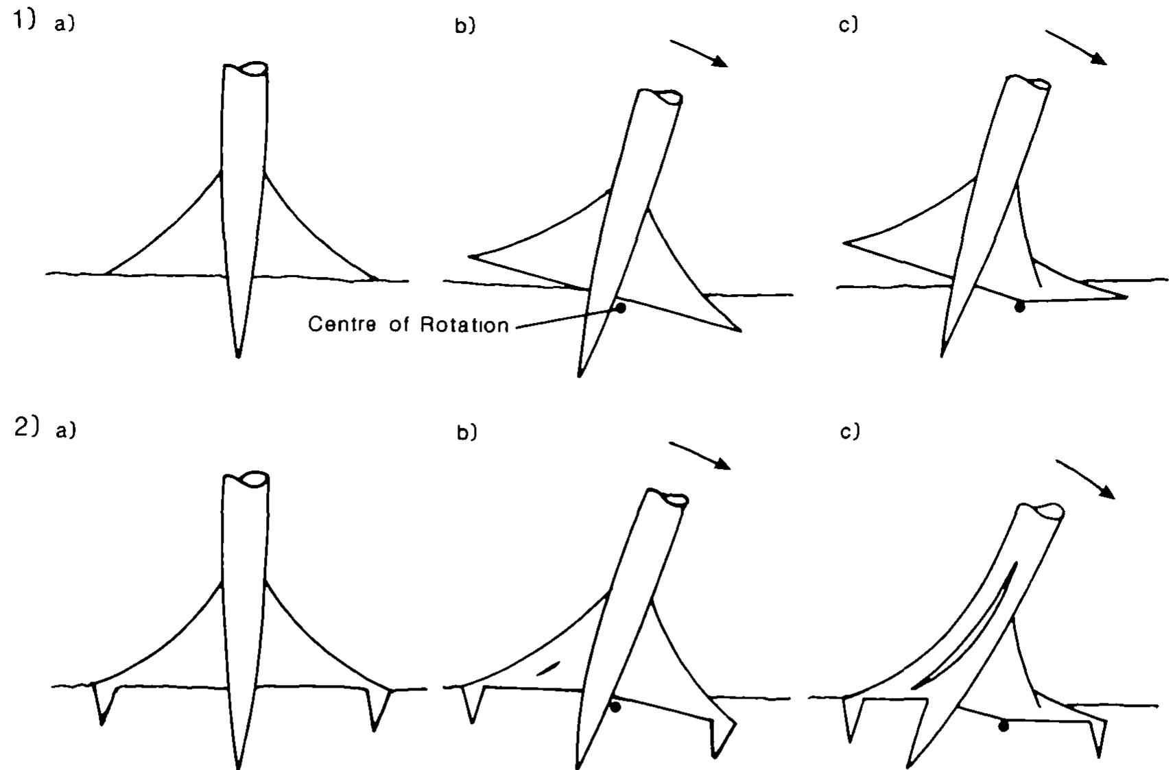 (PDF) The function of buttress roots: a comparative study of the ...