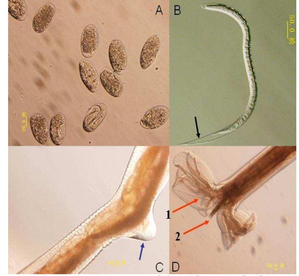 (PDF) HAEMONCHUS CONTORTUS AND OVINE HOST: A RETROSPECTIVE REVIEW