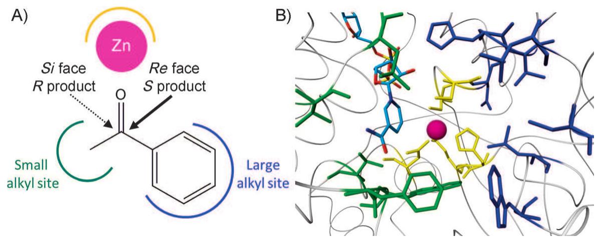 A) schematic representation of the active site of