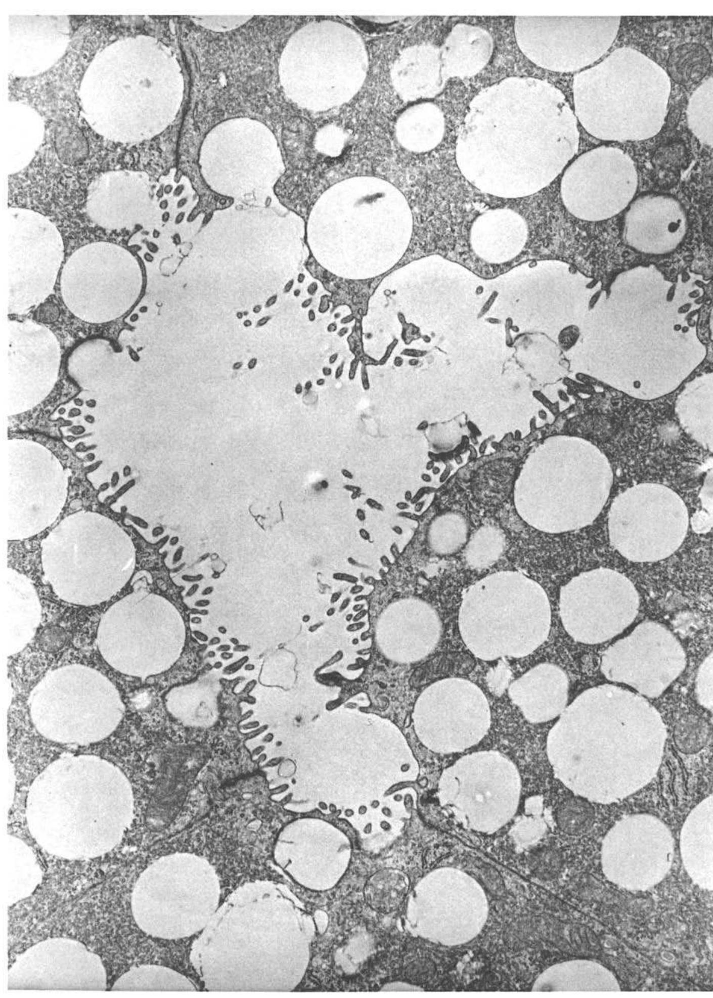Figure 3 - from The harderian gland