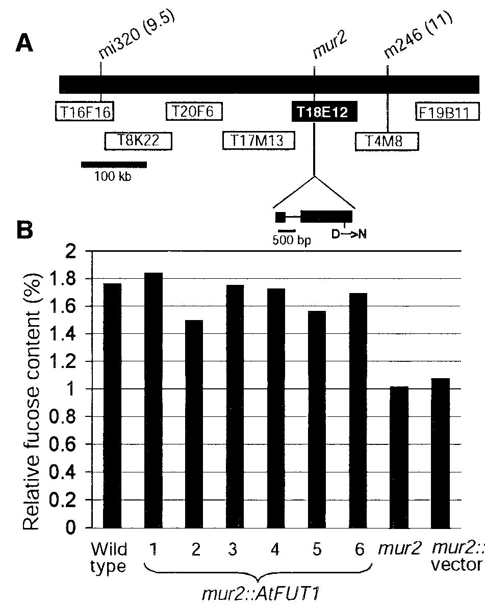 (a) positional cloning of the mur2 gene. a map position was