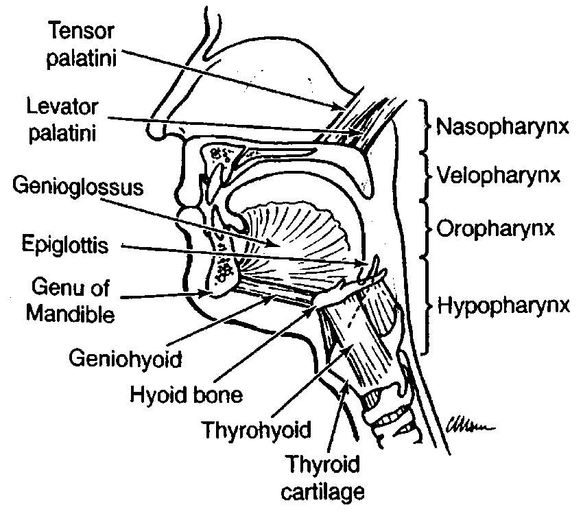 | anatomy of the upper airway showing the main segments: