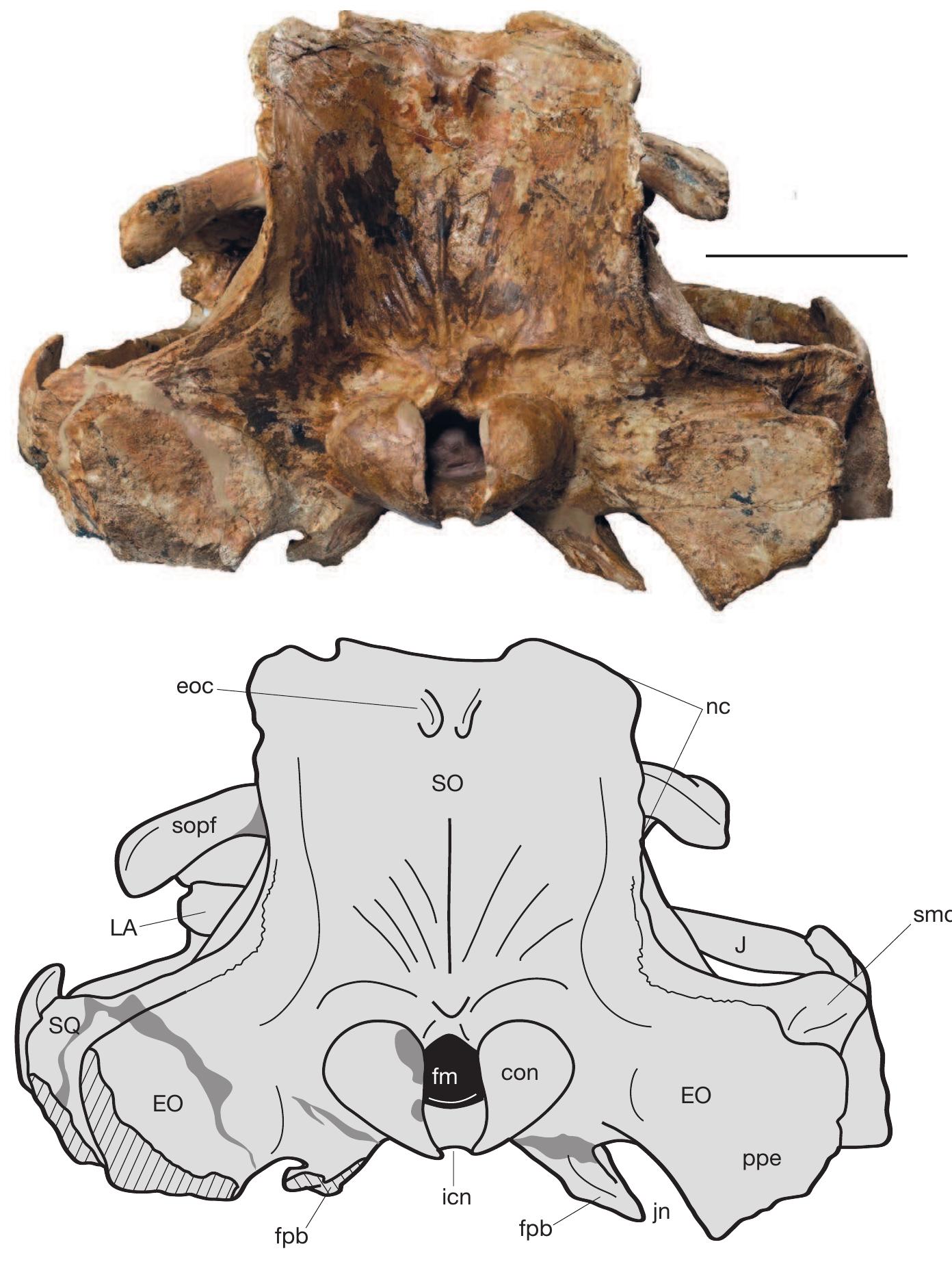 Fia. 20. — posterior view of the skull of mnhn.f.pru10,