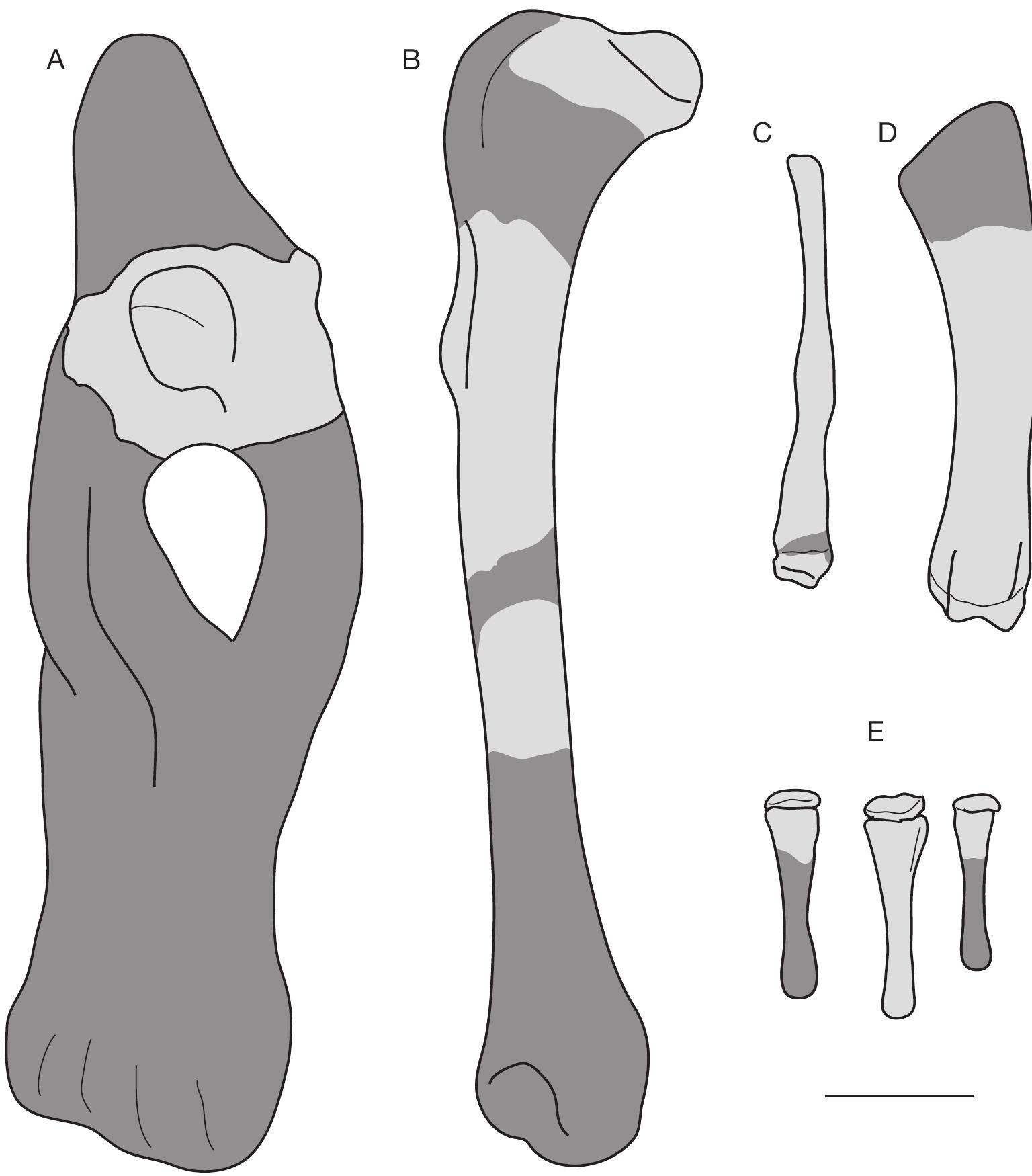 Fic. 88. — preserved elements of the right hind limb of