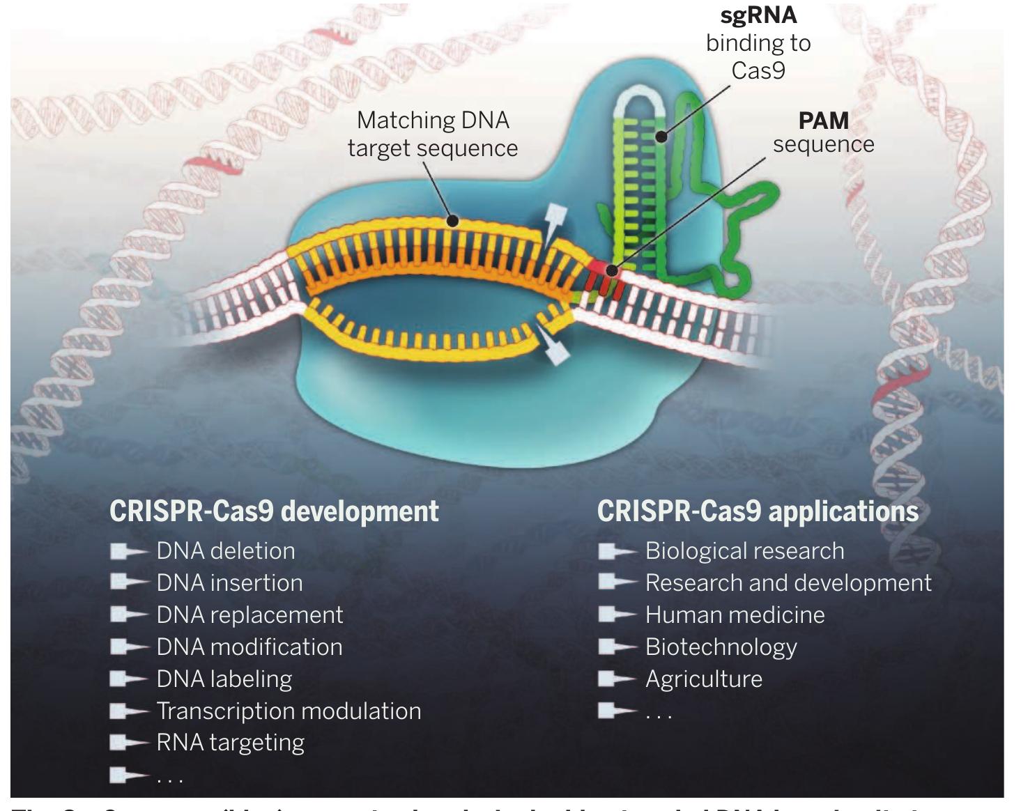 (PDF) Doudna and Charpentier