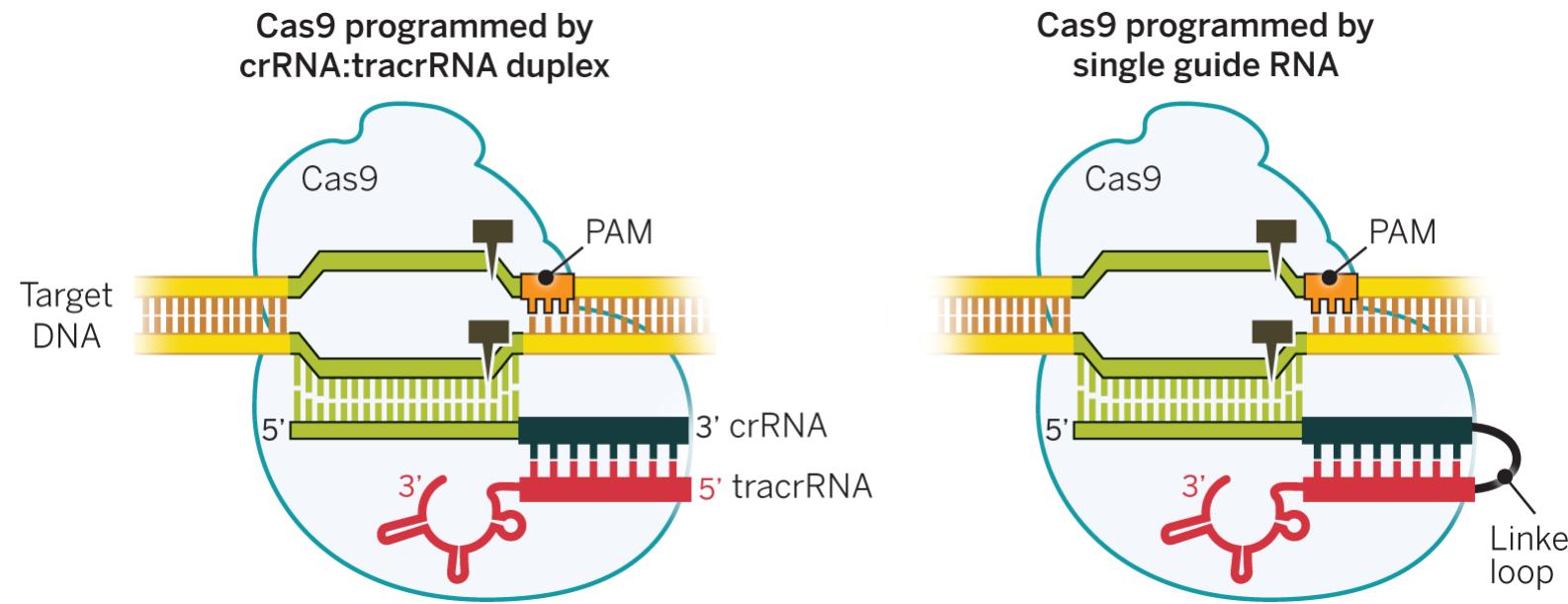 Figure 4 - from Doudna and Charpentier