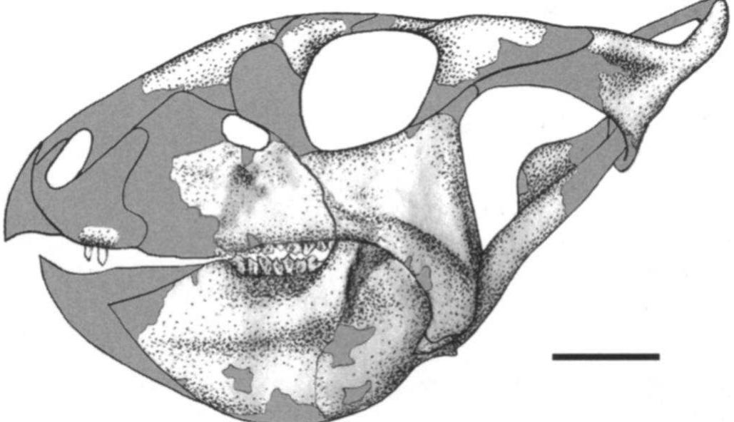 Reconstruction of the skull of cerasinops hodgskissi, mor