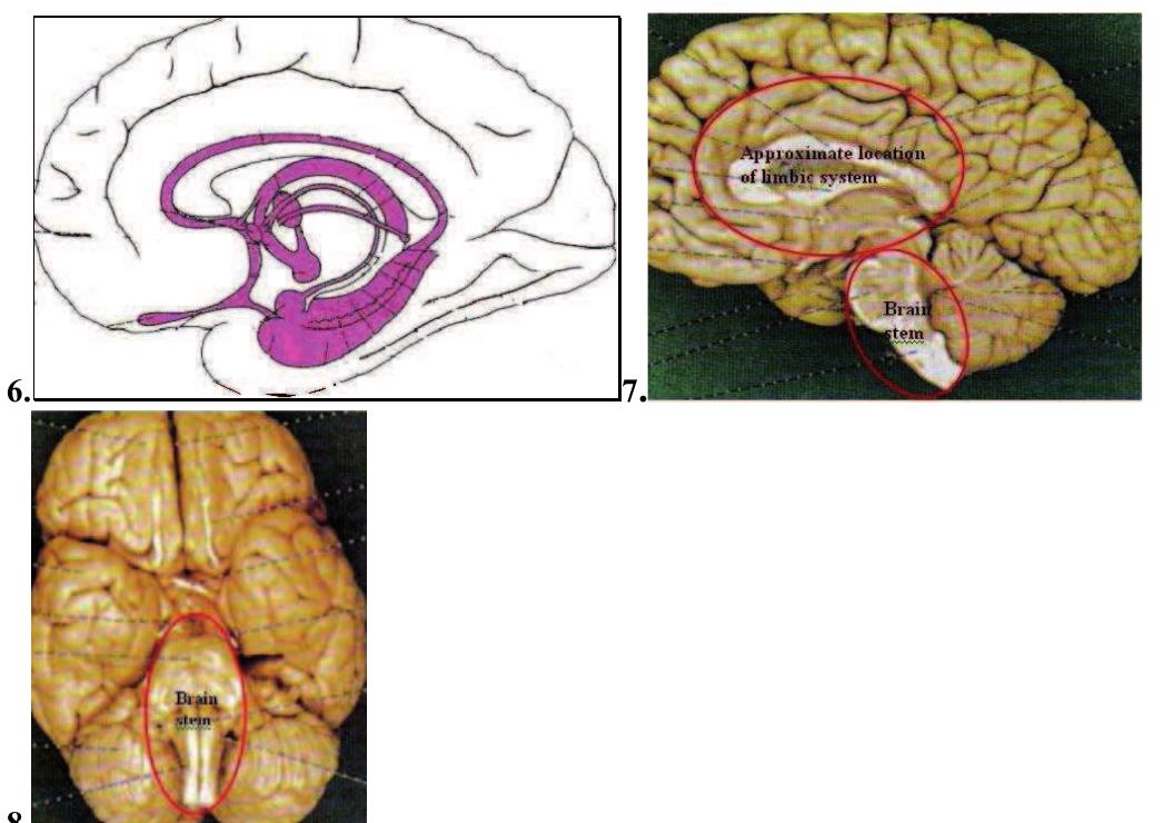 Of how the limbic system looks like.!"*! figure 6 shows a