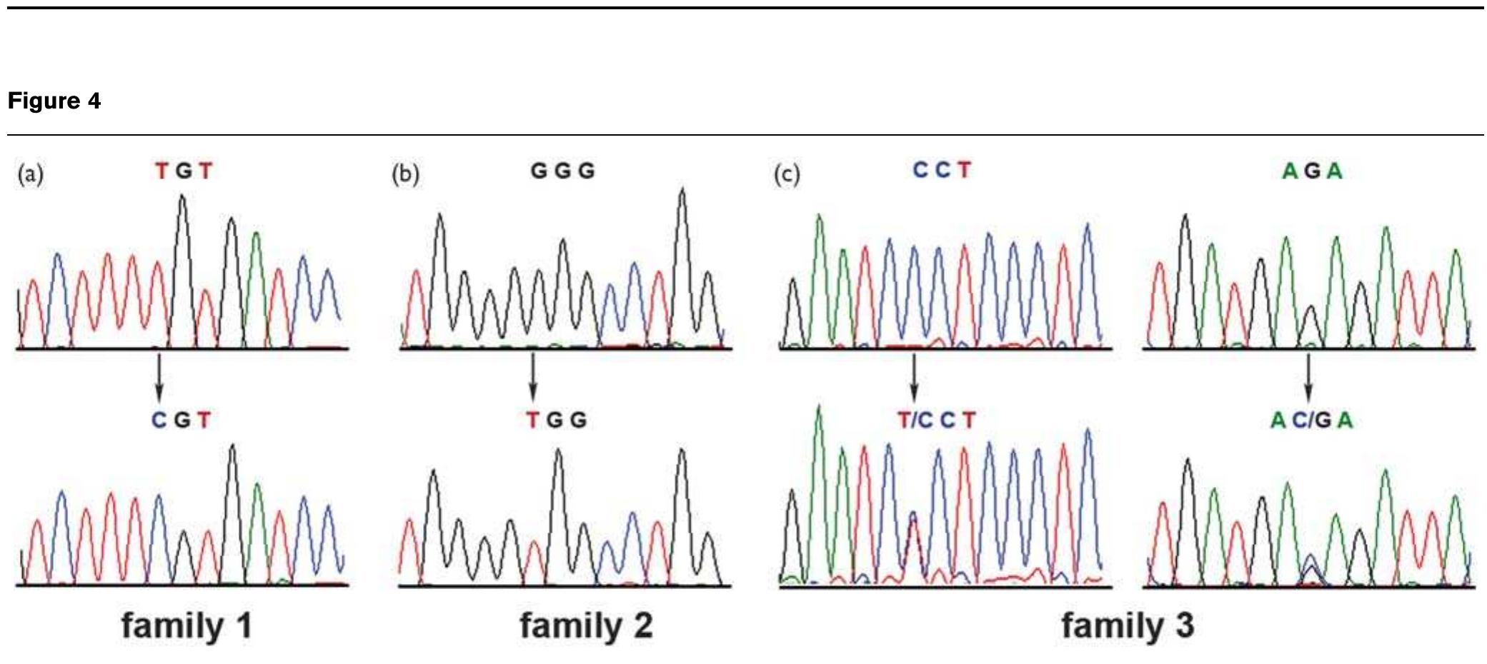 Chromatogram sequencing results showing the mutated codon in