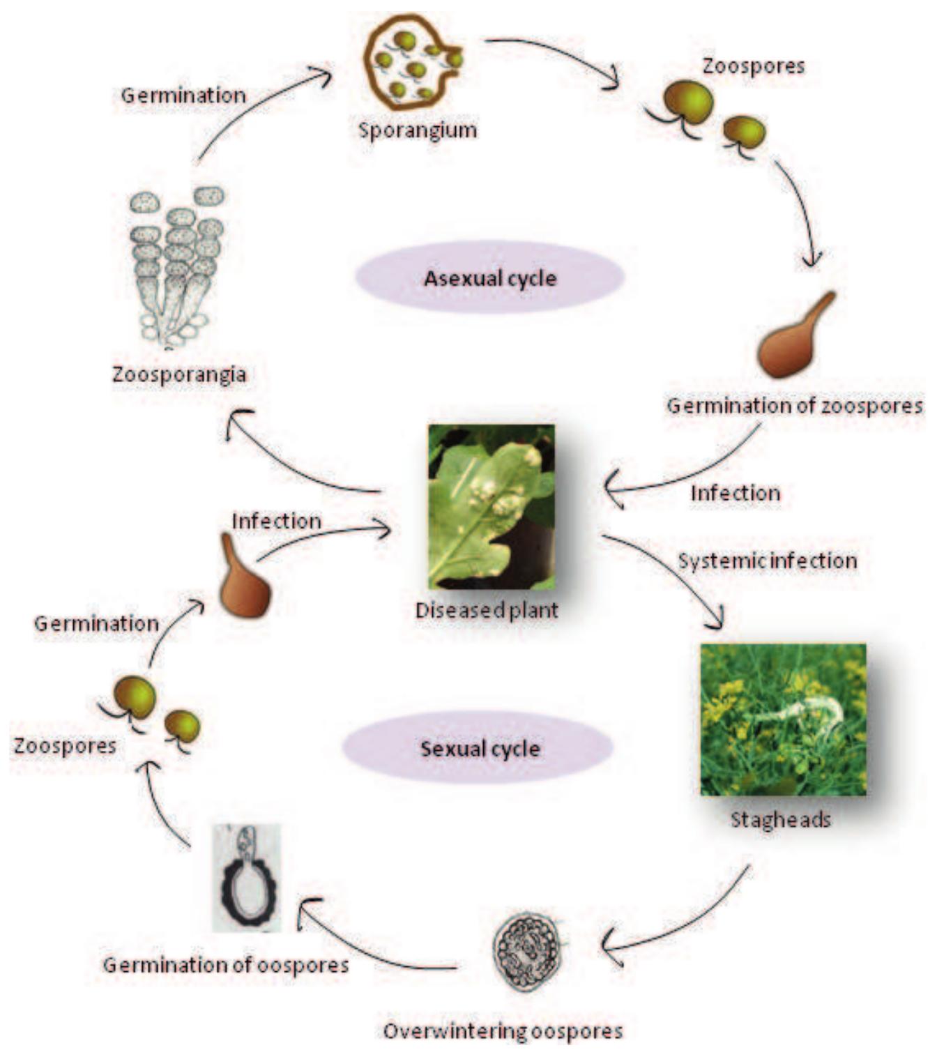 Life cycle of albugo candida (adapted from saharan and