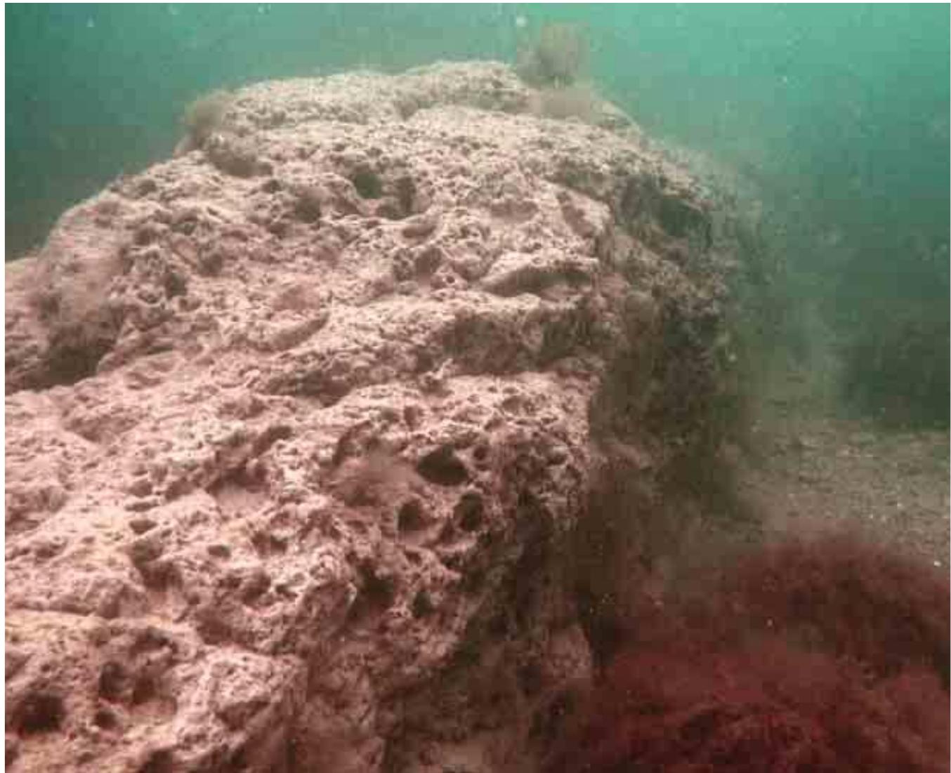 Hard clay is a rare and patchy substrate in the baltic sea.