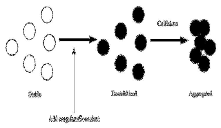 Mechanism of coagulation (gregory, 2006) rapid mix and