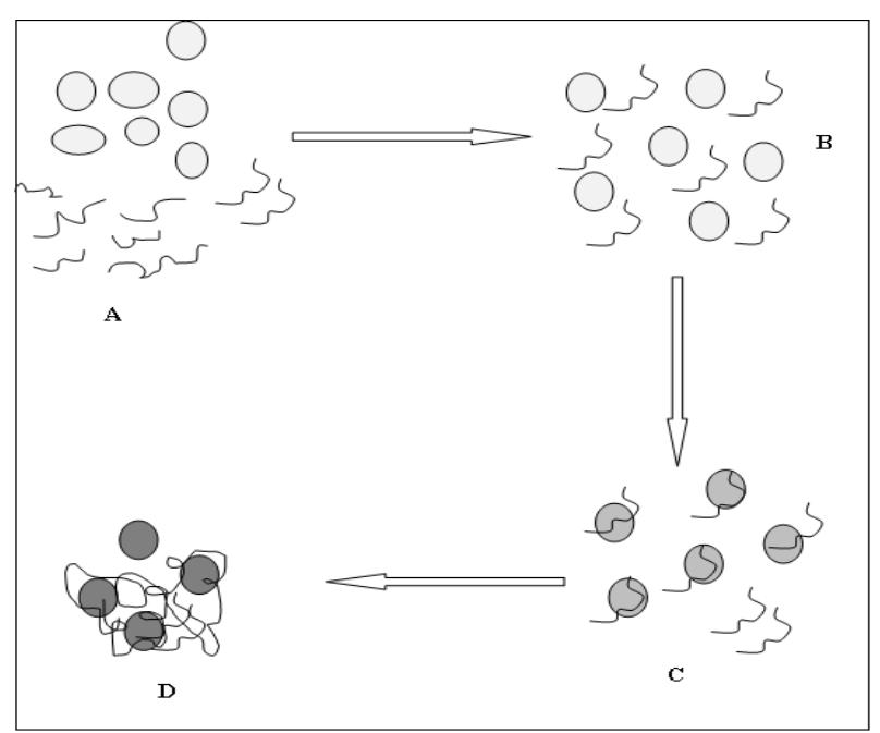 Mechanism of polymer coagulation (bolto and gregory, 2007)