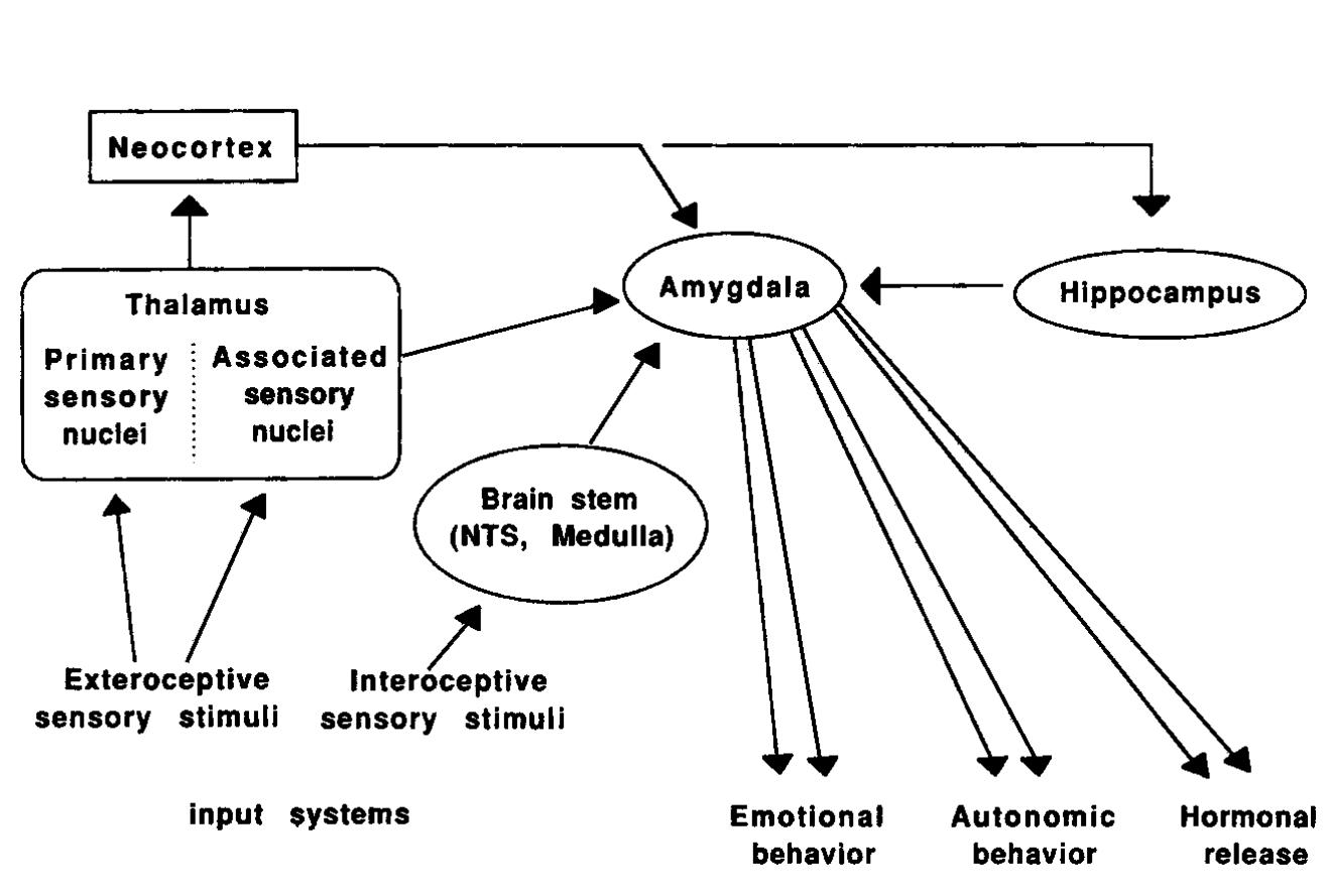 Figure 4 - from CARROLL E. IZARD THE STRUCTURE AND
