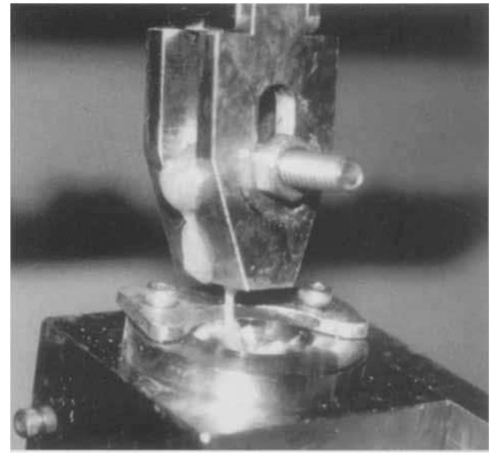 The patellar-patellar tendon-tibial composite was mounted on