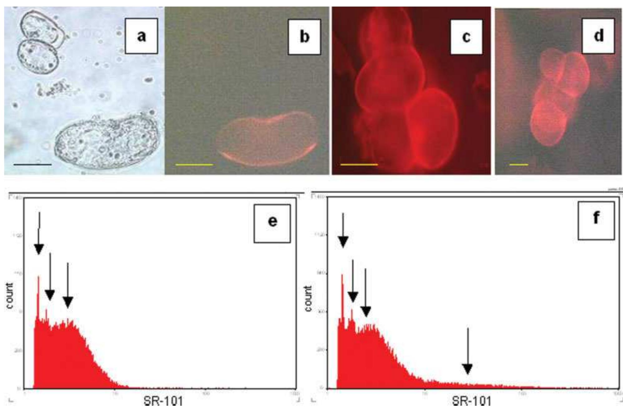 Microscopic detection (a-d) and fcm quantification (e-f) of