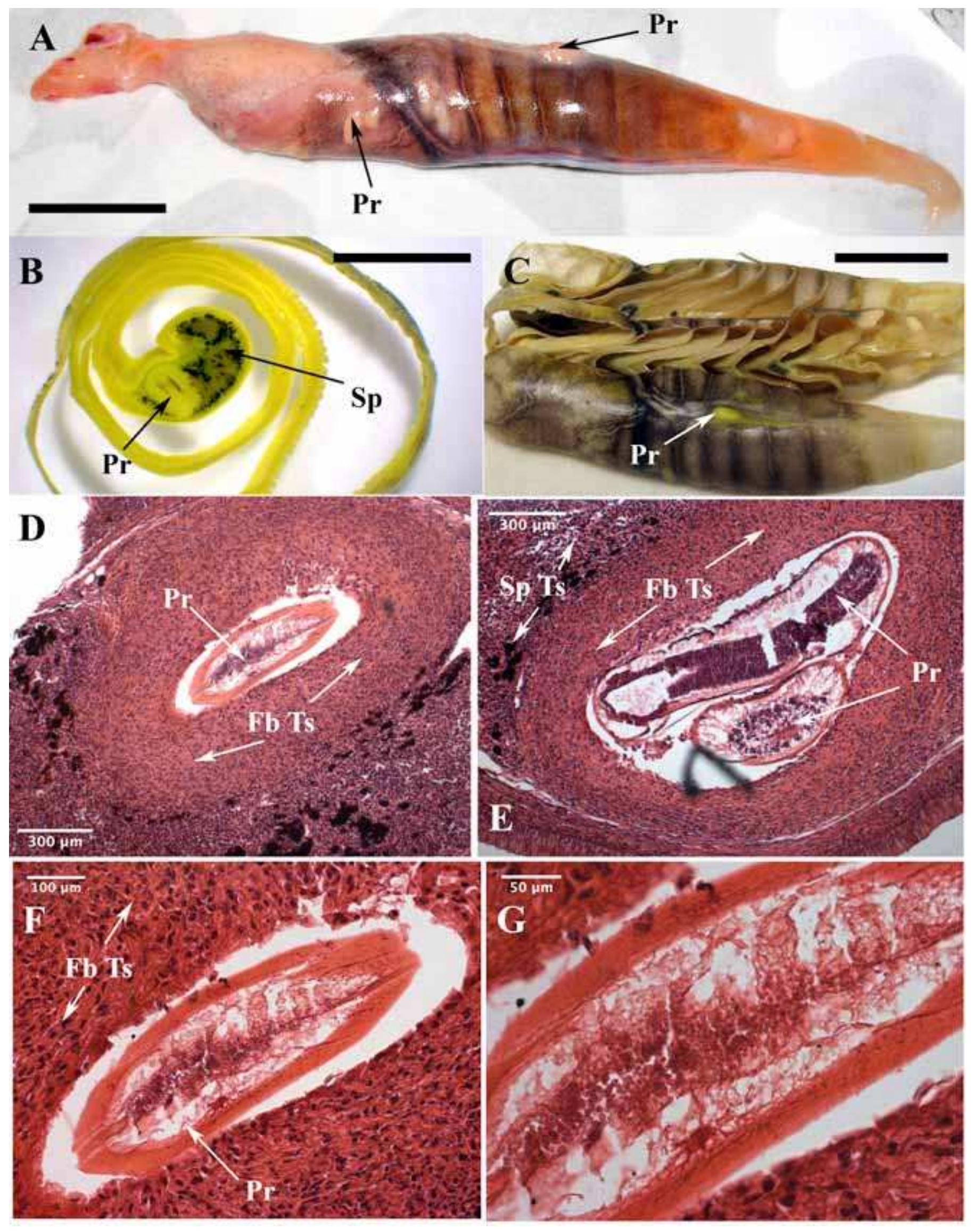 (20). parasites in spiral valve intestine of juvenile n.