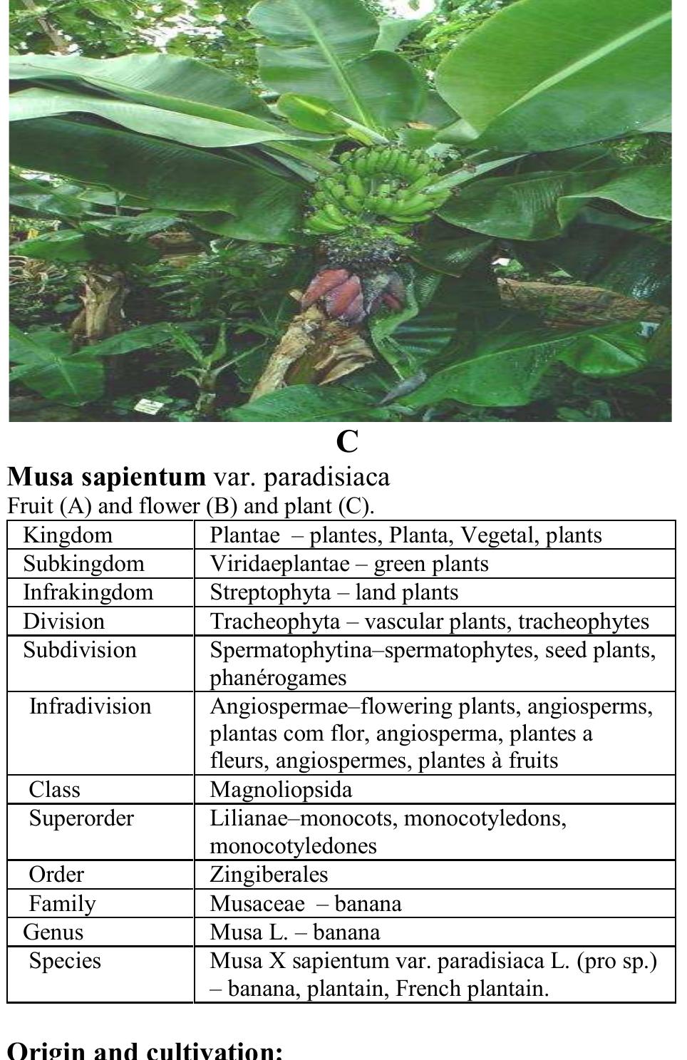 The origins of the banana are as complex and convoluted as