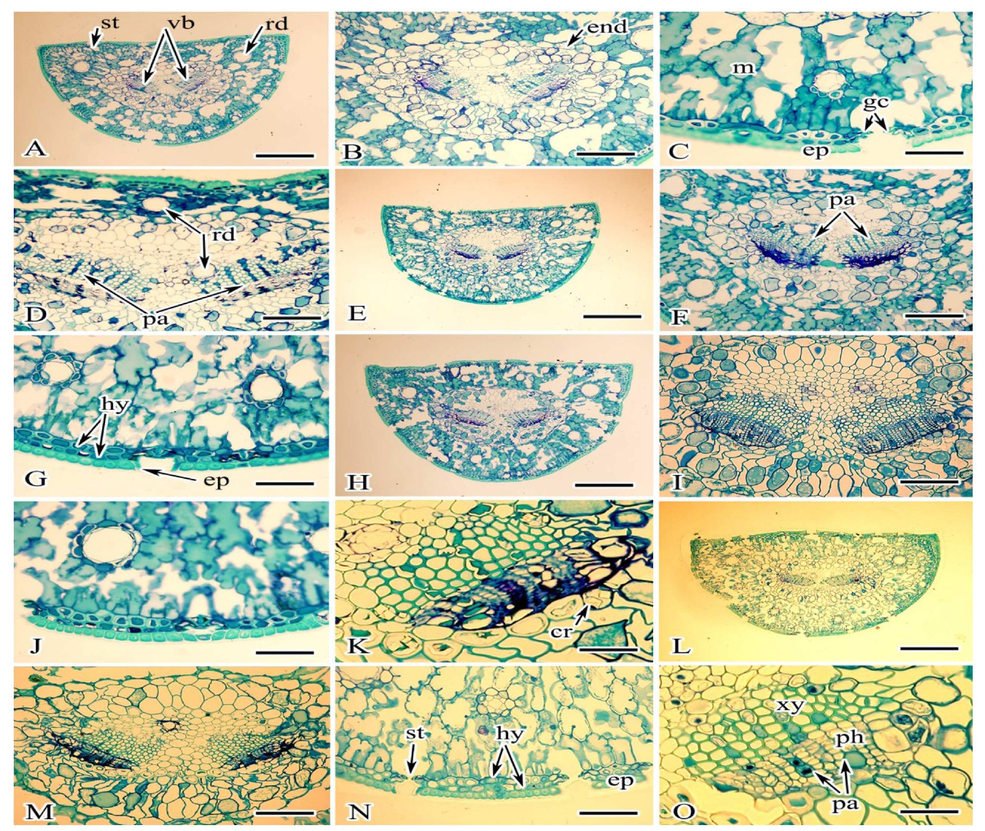 Cross section (cs) of pinus thunbergii leaf. a-d. samples of