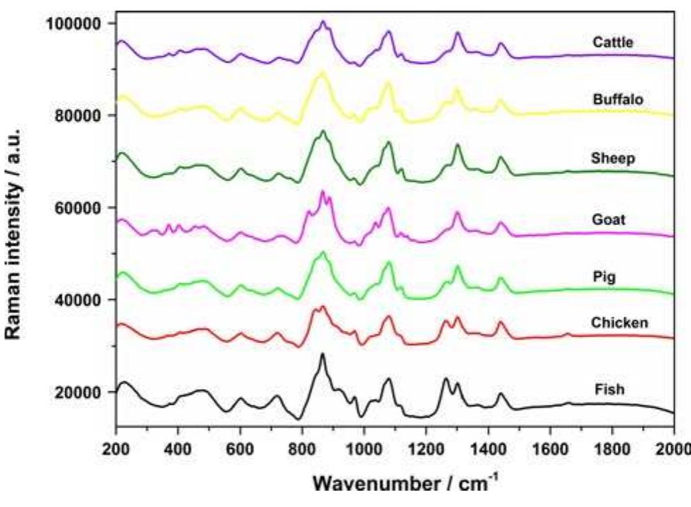 Raman spectra of extracted fat samples of the meat species.